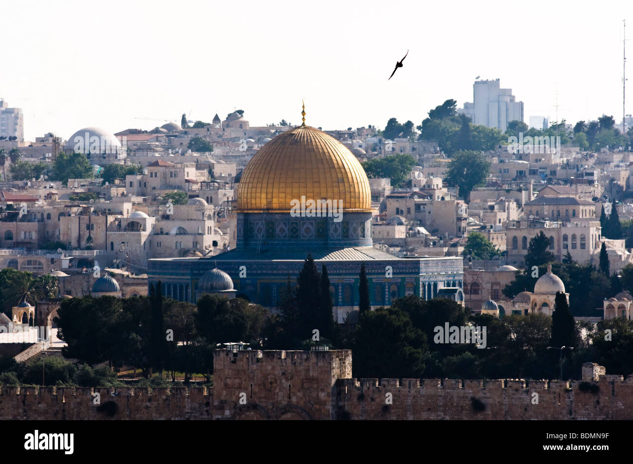 Palestine bird hi-res stock photography and images - Alamy