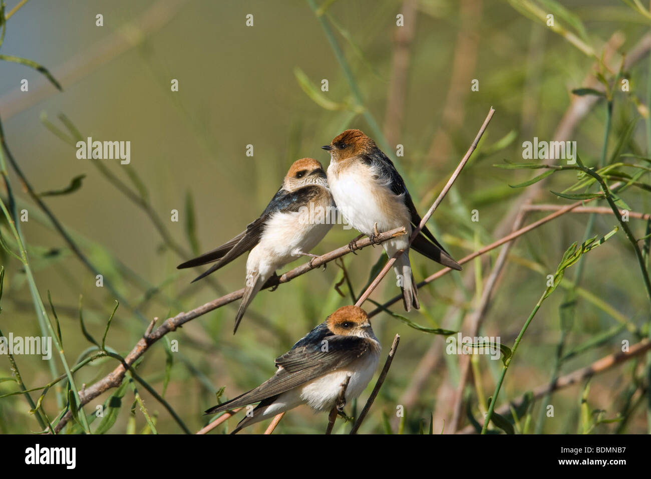 Fairy martin australia hi-res stock photography and images - Alamy