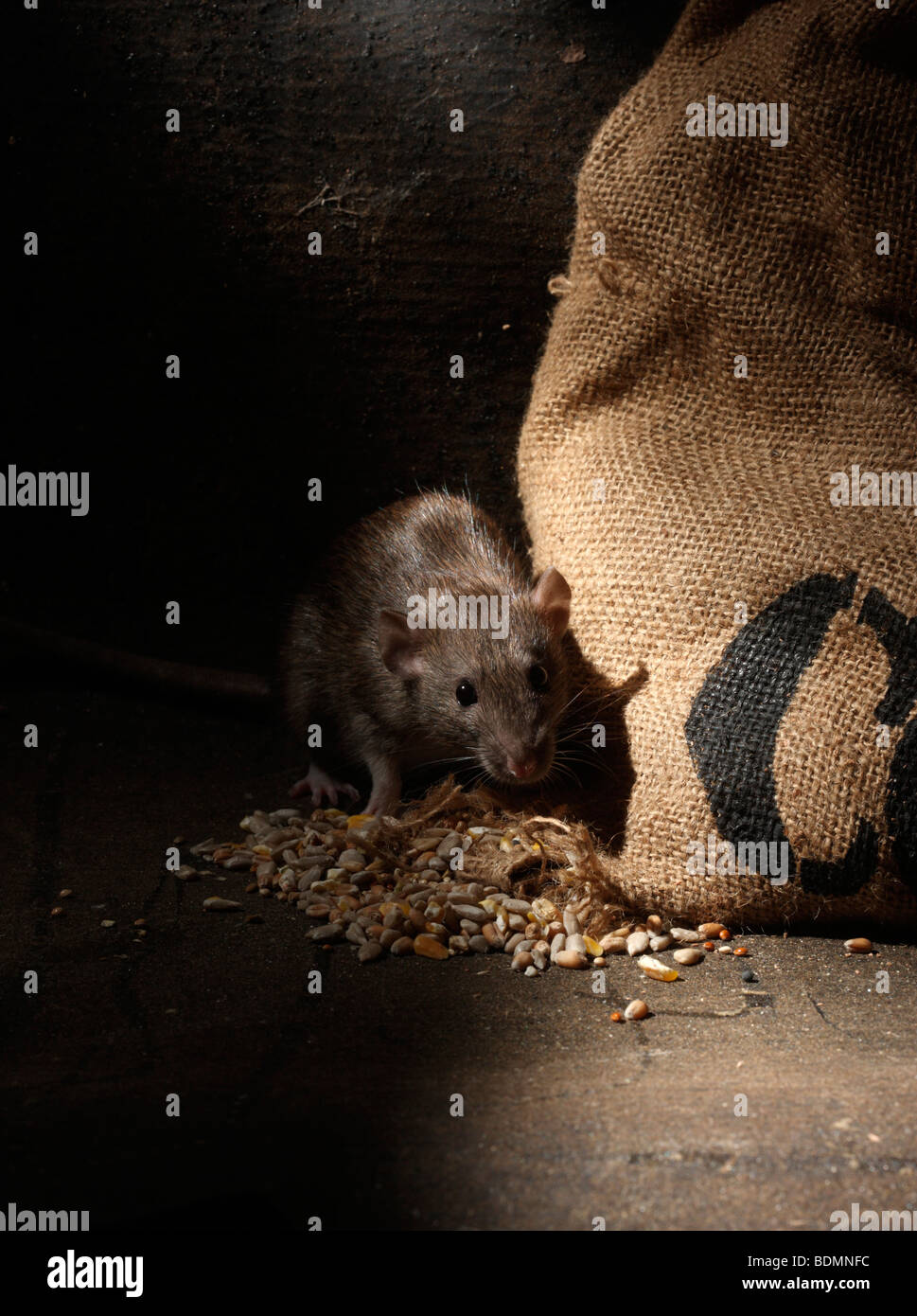 Brown rat, Rattus norvegicus, captive, with grain sack, August 2009 ...