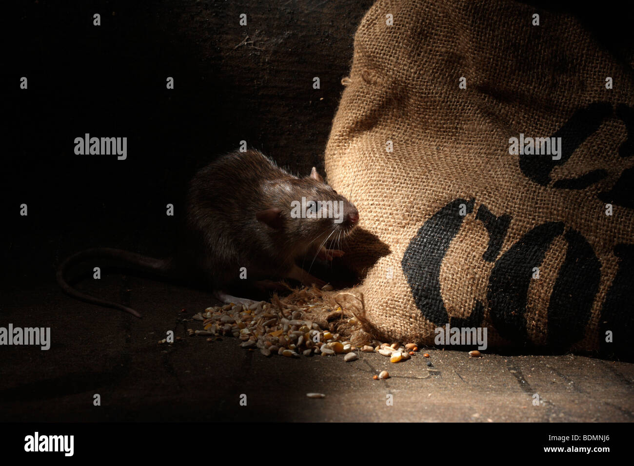 Brown rat, Rattus norvegicus, captive, with grain sack, August 2009 ...