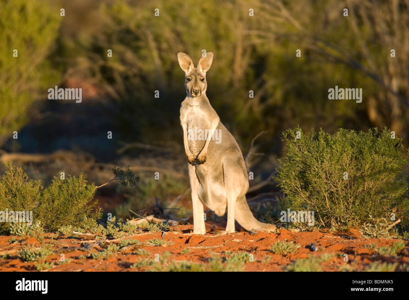 Australian wallaroos hi-res stock photography and images - Alamy