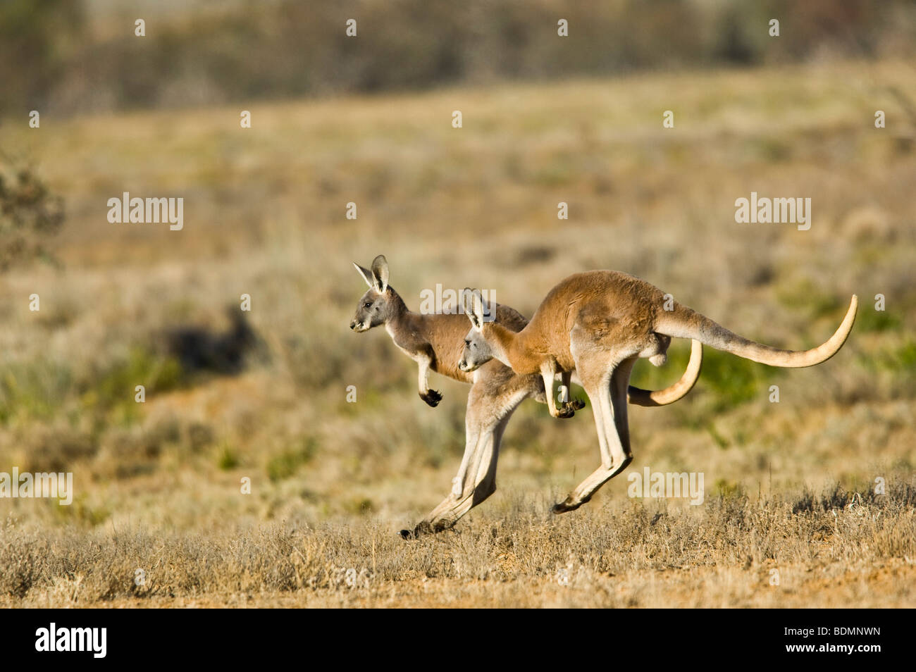 Hopping animals hi-res stock photography and images - Alamy