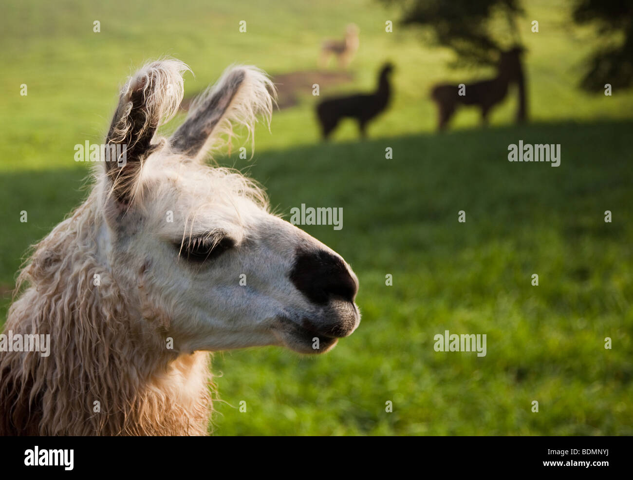 Llamas in the morning mist Brevard, NC in the Blue Ridge mountains of ...