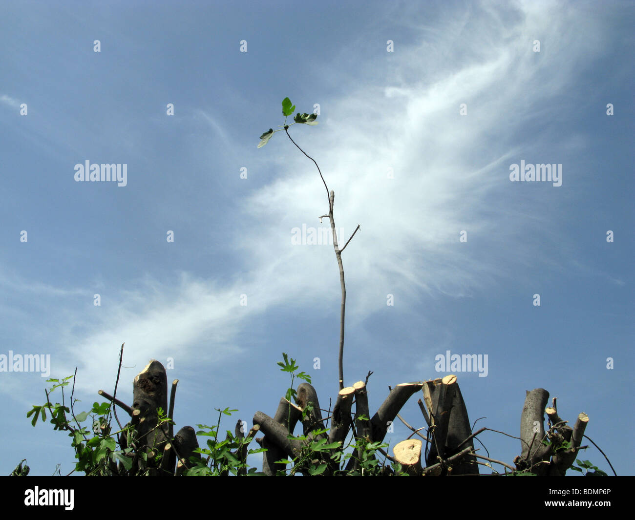 one branch standing out in cut tree Stock Photo - Alamy