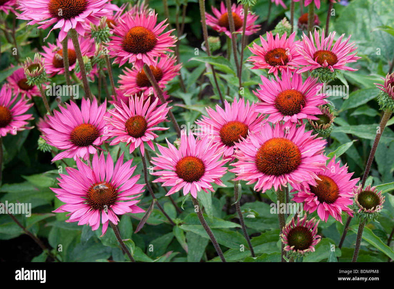 Perennials echinacea blooms hi-res stock photography and images - Alamy