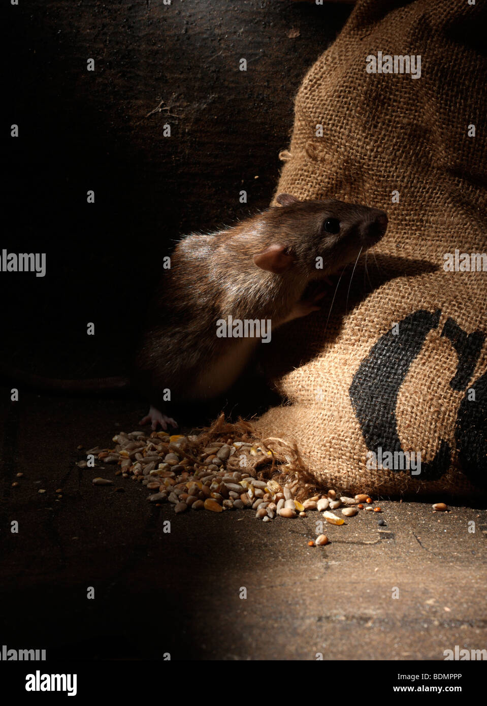 Rattus norvegicus grain sack hi-res stock photography and images - Alamy