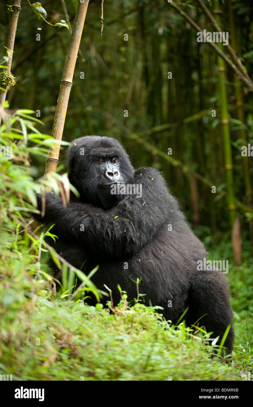 Mountain gorilla, Gorilla gorilla berengi, Volcanoes National Park ...