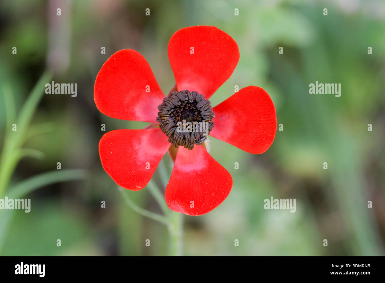 Israel, Ranunculus asiaticus, Turban Buttercup Stock Photo - Alamy