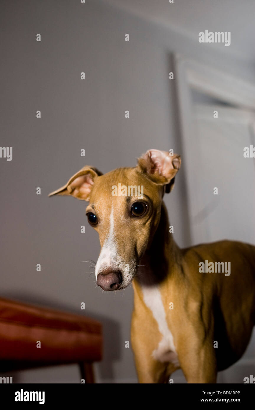 Italian greyhound hi-res stock photography and images - Alamy