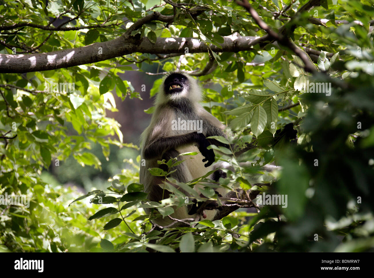 Black-footed Gray Langur (Semnopithecus hypoleucos), monkey in the ...