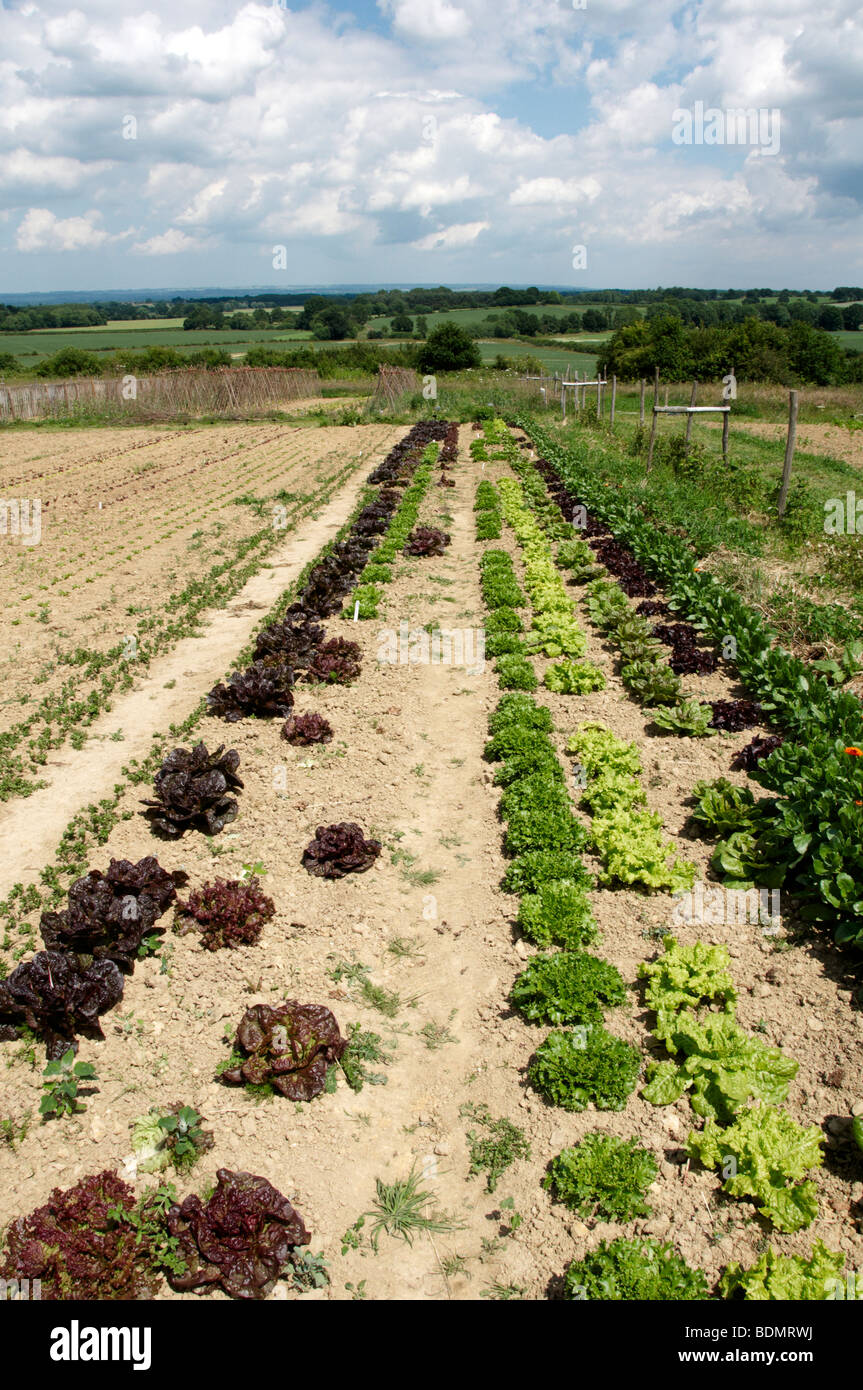 A vegetable garden in the Kent countryside Stock Photo - Alamy