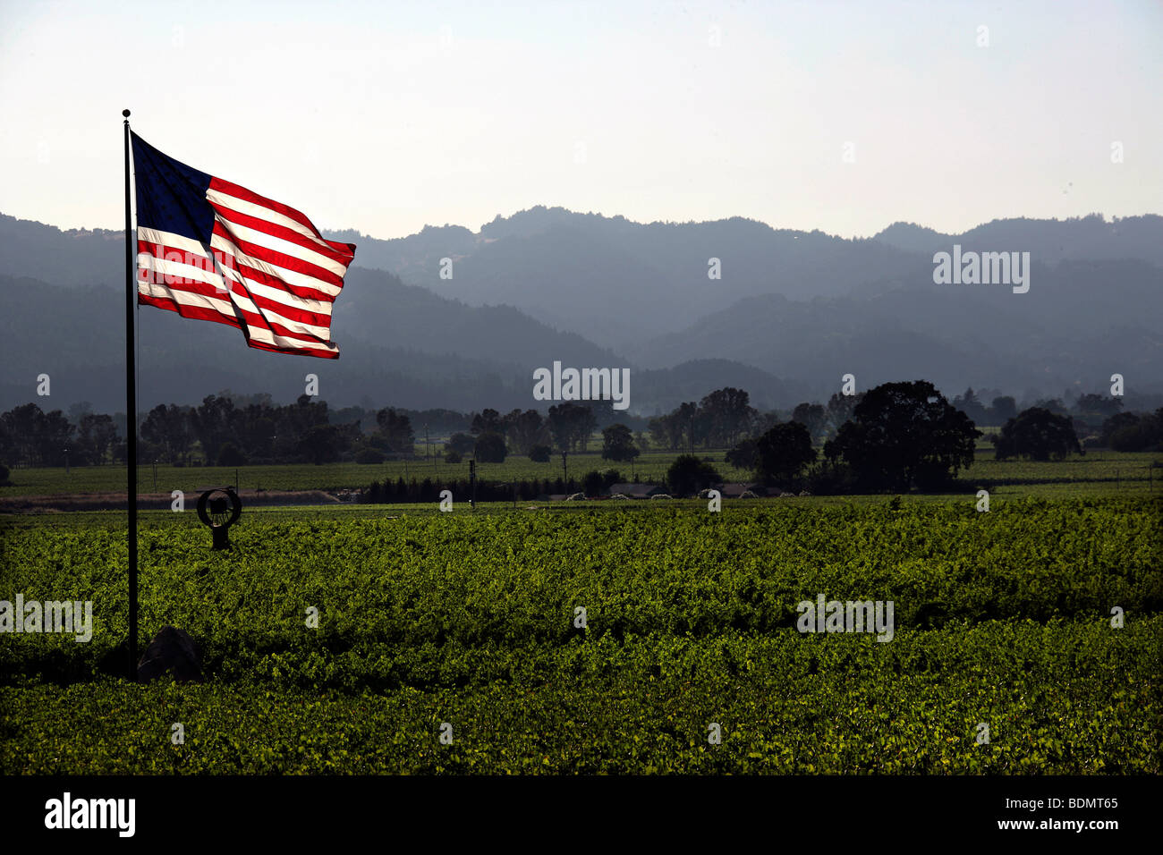 American flag in the vineyards of Napa Valley, California, USA, North ...