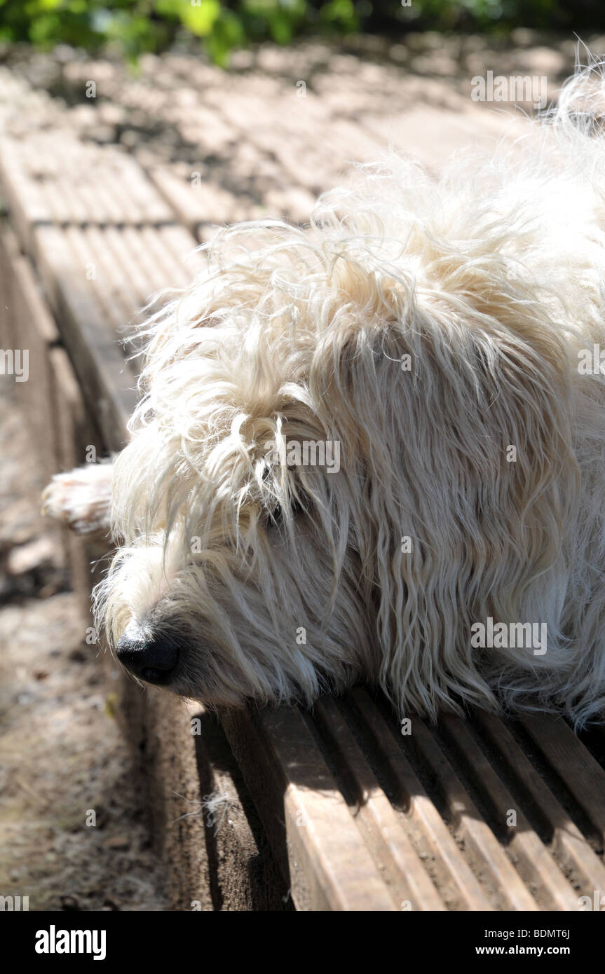 Spike Dog