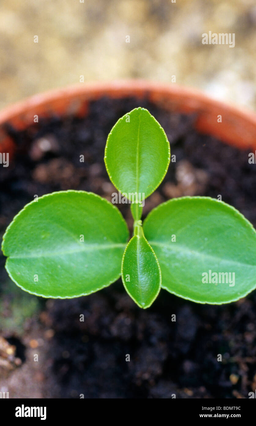 Citrus seedling hi-res stock photography and images - Alamy