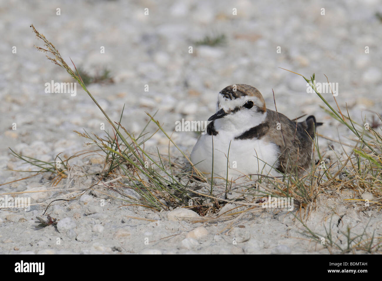 Kentish Plover (Charadrius alexandrinus Stock Photo - Alamy