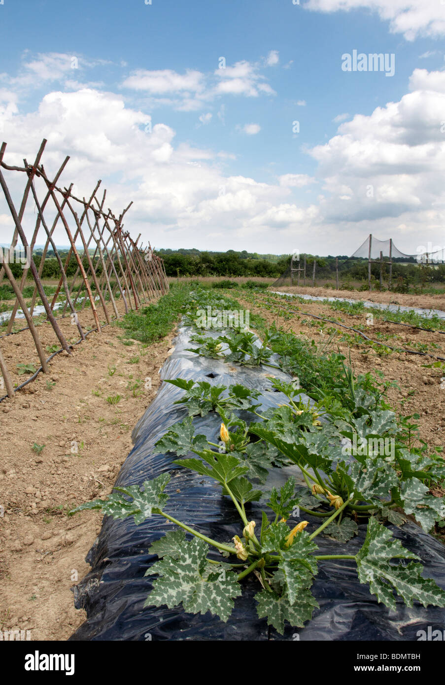 A vegetable garden in the Kent countryside Stock Photo - Alamy
