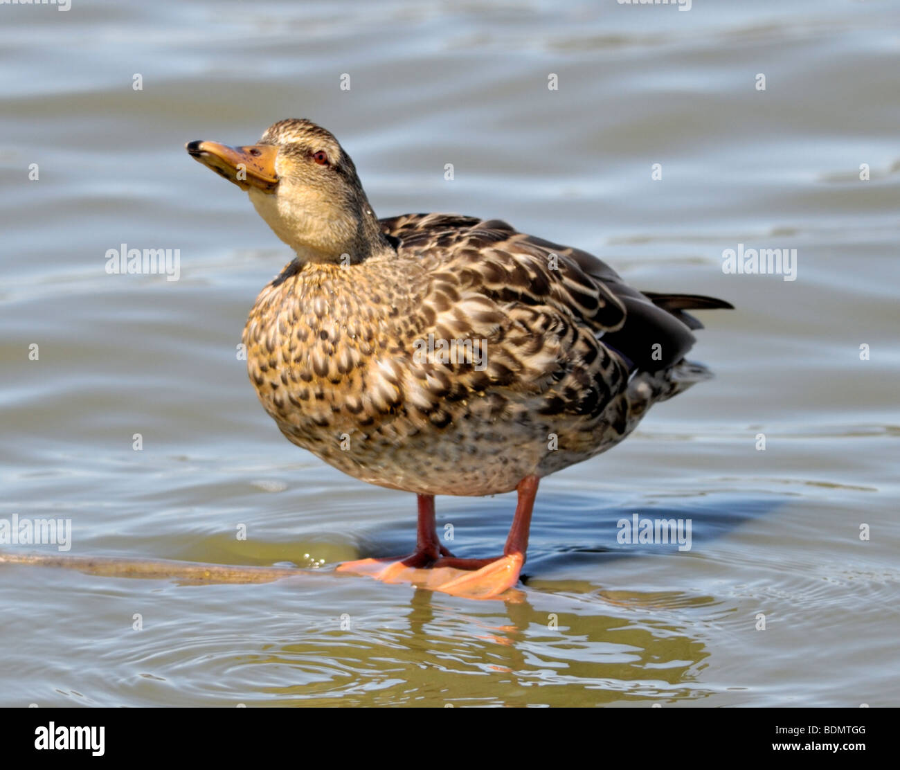 A female Mallard (Anas platyrhynchos) stands alert in shallow water ...