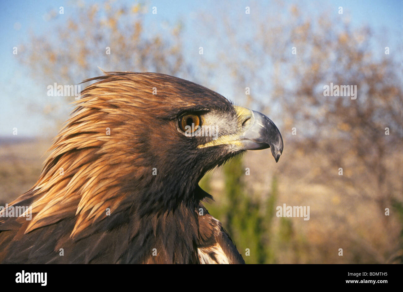 Buddy eagle hi-res stock photography and images - Alamy