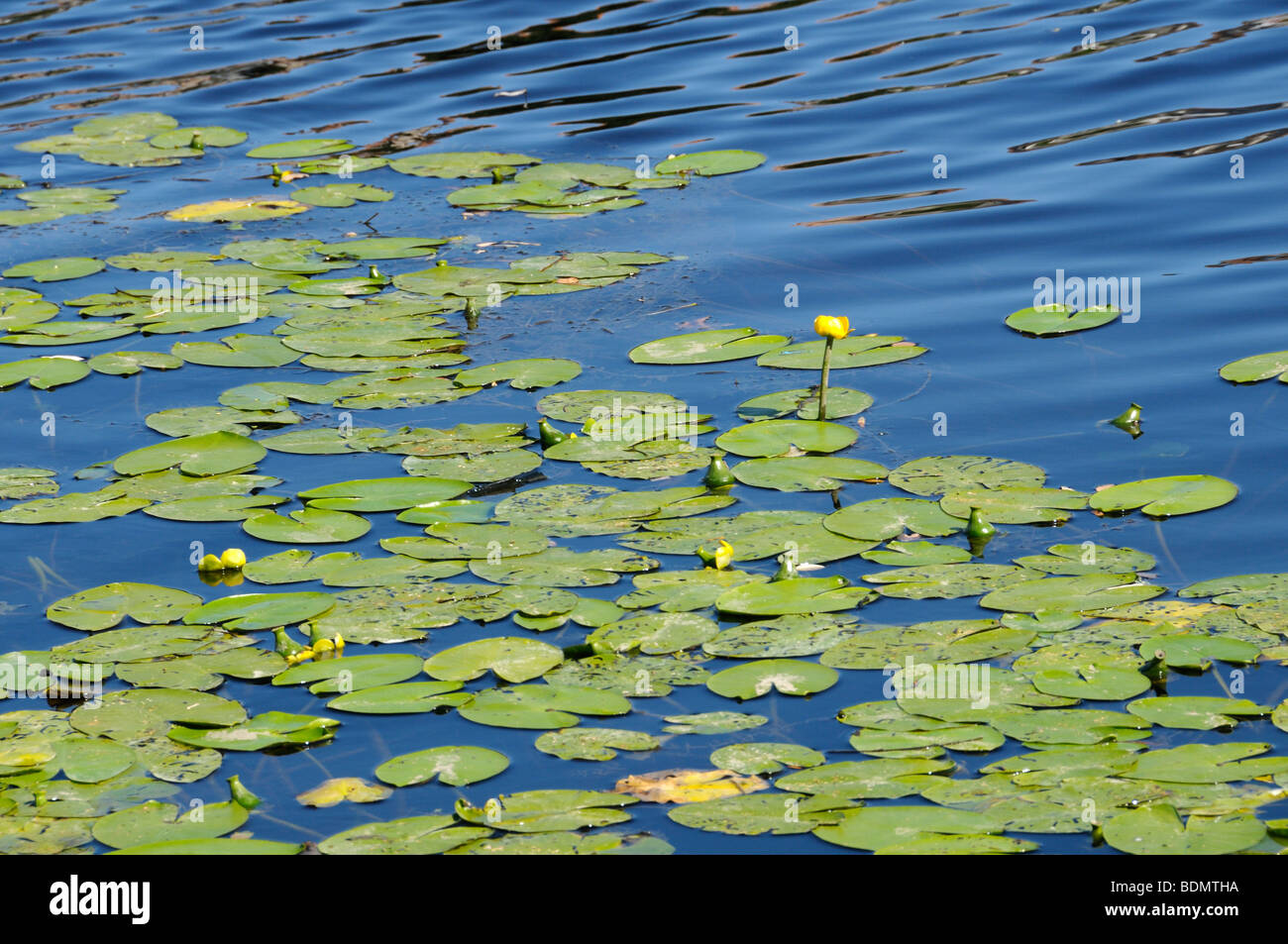 Stock photo of lily pads floating on the water with a yellow flower ...