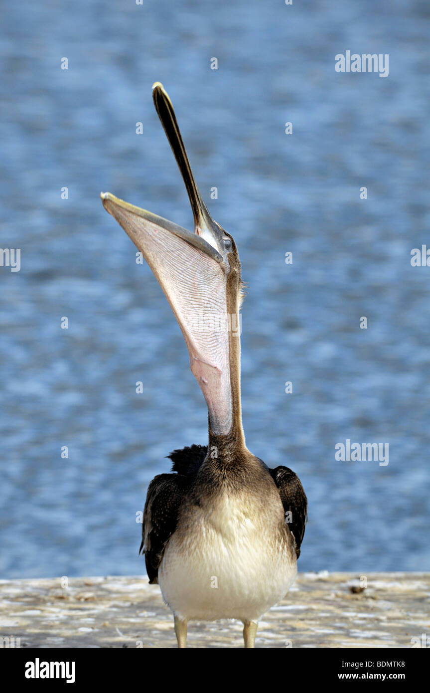 Pelican Open Mouth Stock Photos & Pelican Open Mouth Stock Images - Alamy