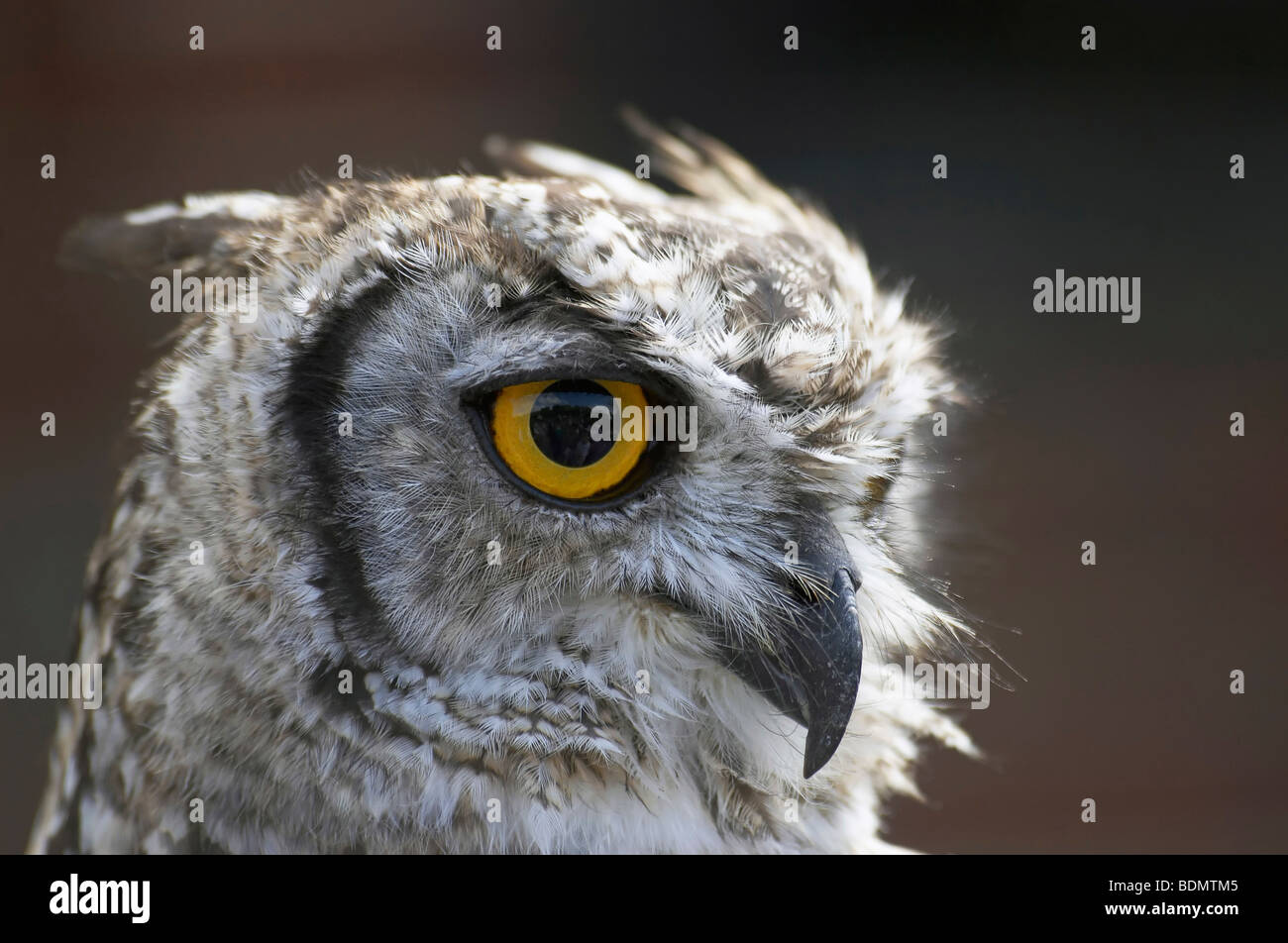 Owl head hi-res stock photography and images - Alamy