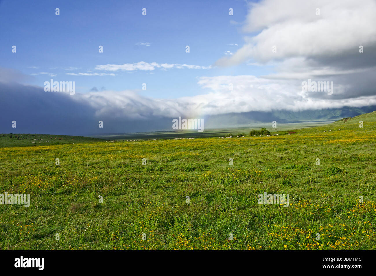 Africa, tanzania, ngorongoro crater a view of the geological formation ...