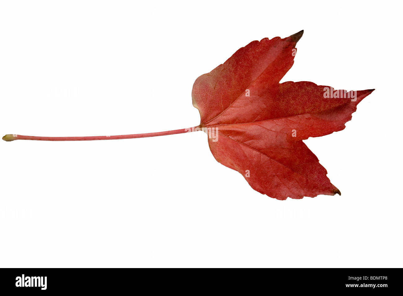 A maple leaf isolated on a white background Stock Photo - Alamy