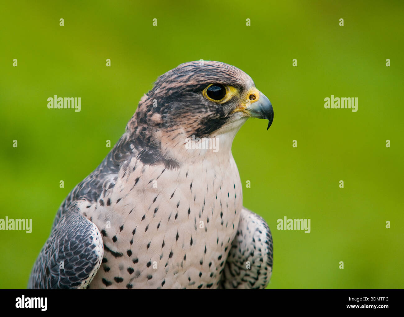Peregrine Falcon portrait Stock Photo - Alamy