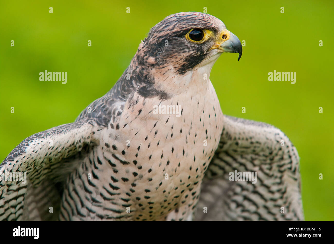 Fastest falcon hi-res stock photography and images - Alamy