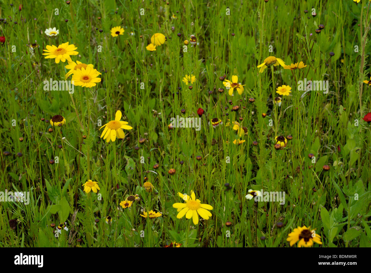 yellow flowers in field Stock Photo - Alamy