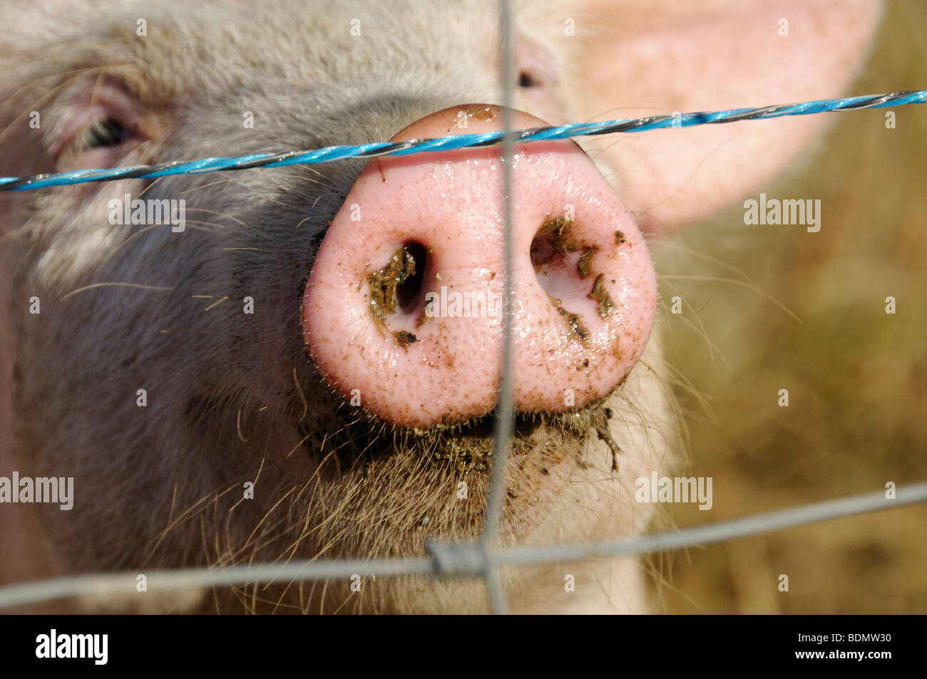 Stock photo of a pigs snout up against an electric fence Stock Photo ...