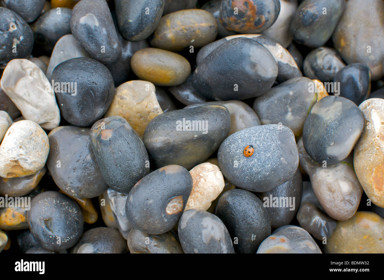 A ladybird insect sitting on a beach pebble at Sheringham beach in ...