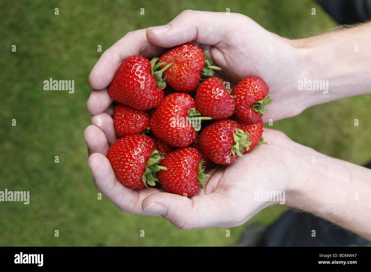 Self grown strawberries hi-res stock photography and images - Alamy