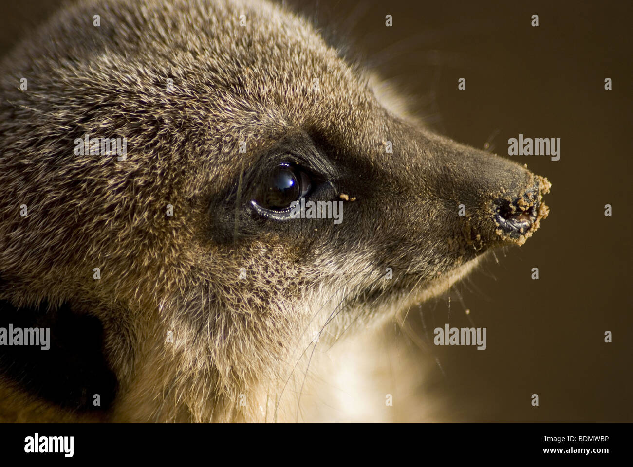 Meerkat head hi-res stock photography and images - Alamy