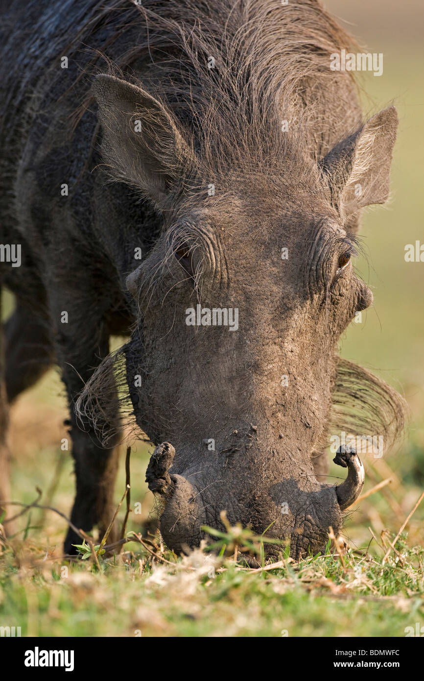 Phacochoerus africanus africanus hi-res stock photography and images ...