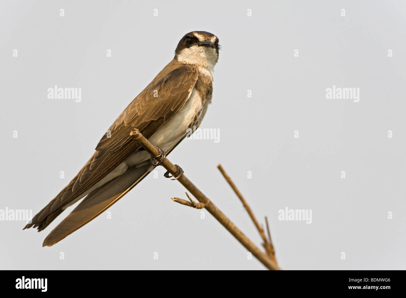 Albigularis hi-res stock photography and images - Alamy