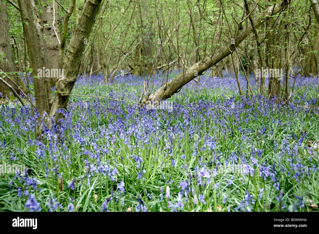 A view of bluebells in a wood at spring time Stock Photo - Alamy
