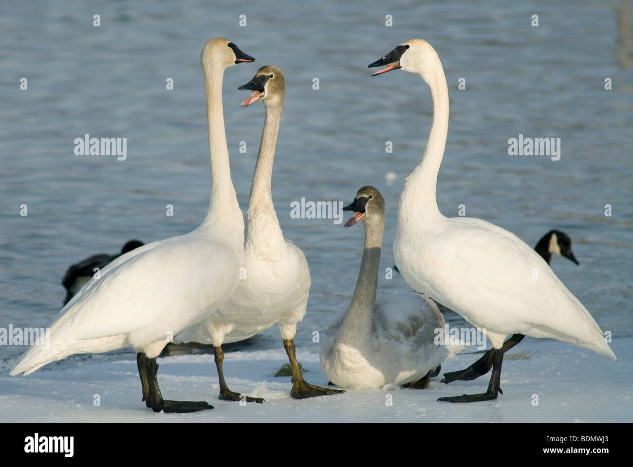 Trumpeter swans arguing hi-res stock photography and images - Alamy