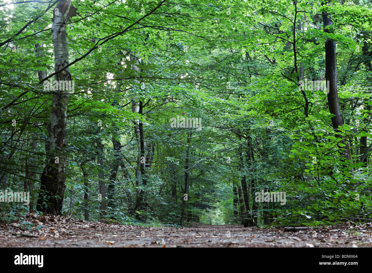DUTCH WOOD NEAR UTRECHT, HOLLAND Stock Photo - Alamy
