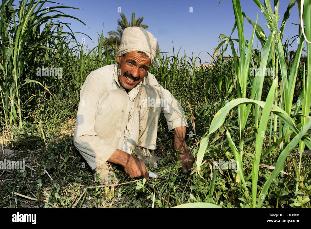 Fellah, Beni Suef, Central Egypt, Africa Stock Photo - Alamy