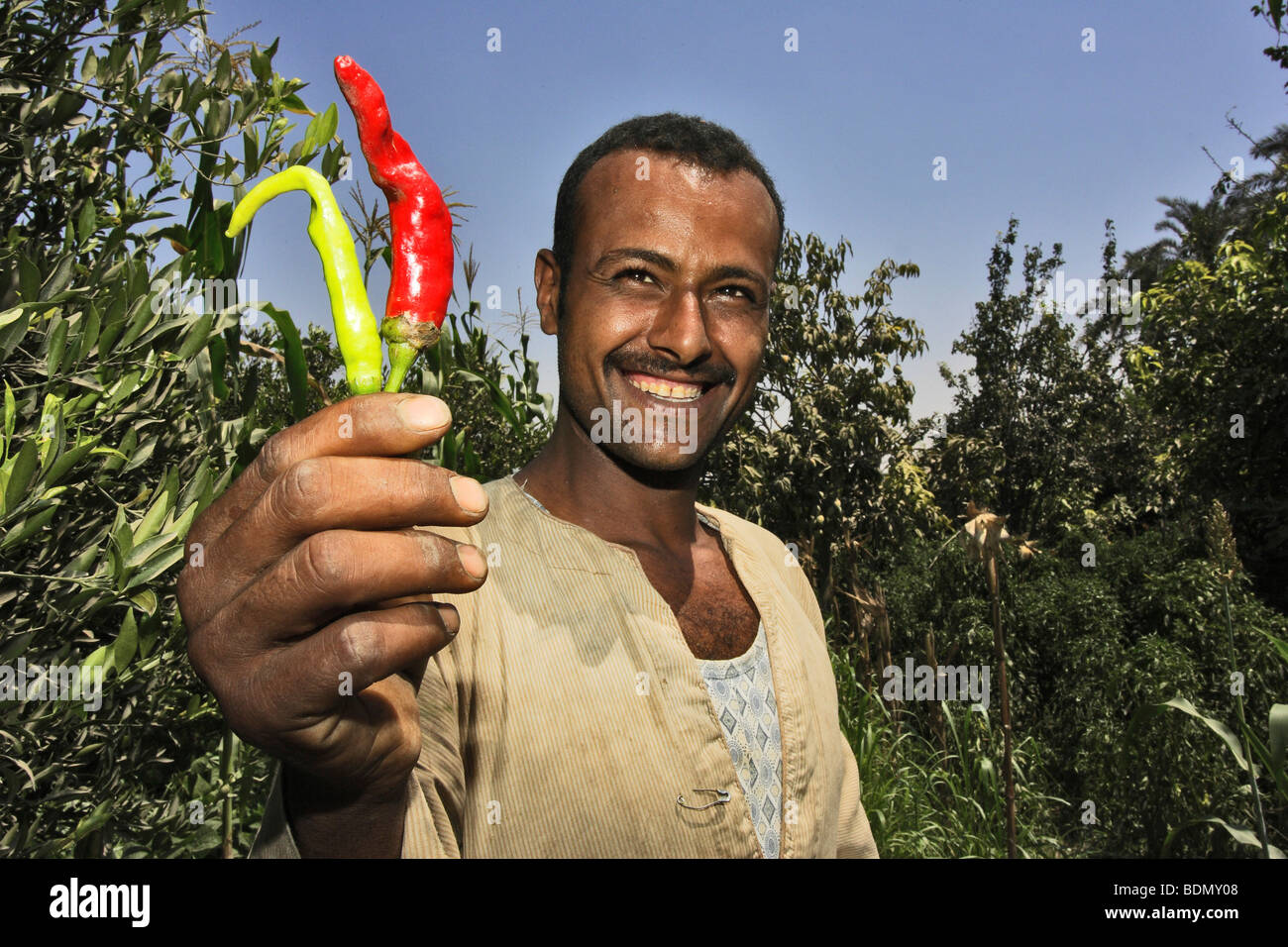 Fellah holding hot peppers, Beni Suef, Central Egypt, Africa Stock ...