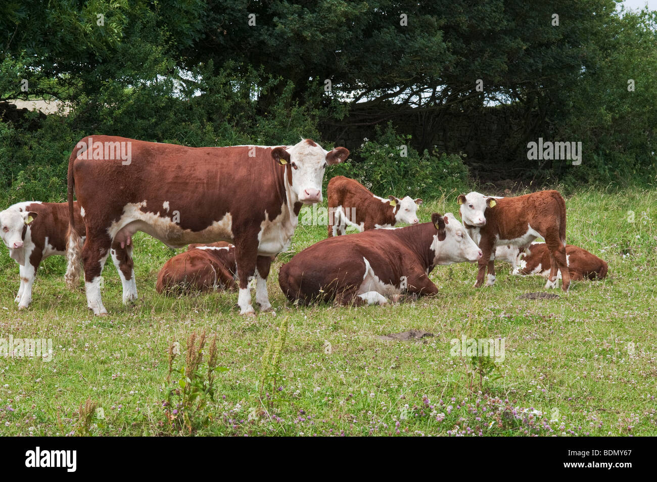 Hereford beef cattle on a Wiltshire Farm Stock Photo - Alamy