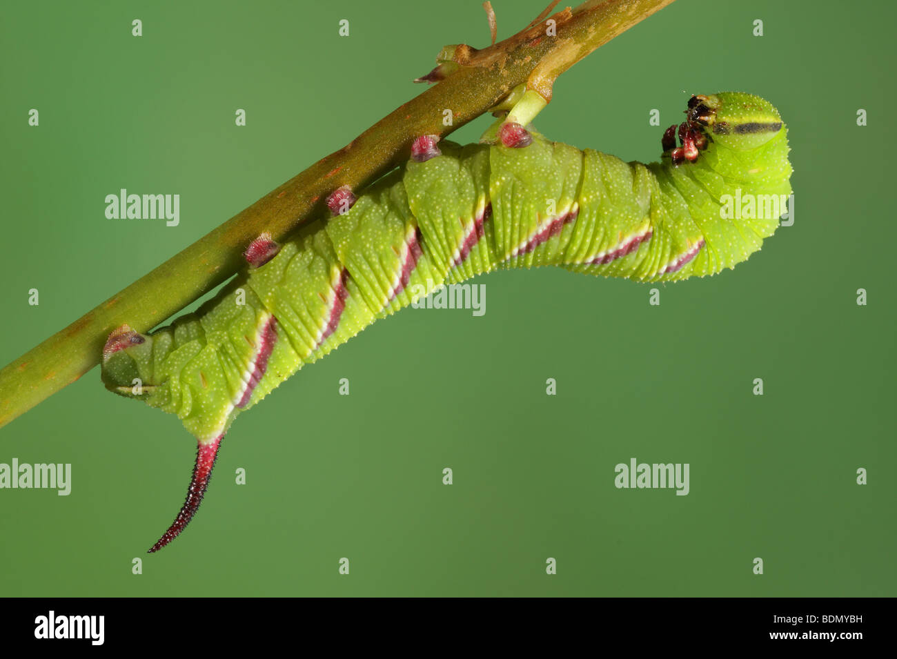 Privet Hawkmoth Larva - Sphinx ligustri Stock Photo - Alamy
