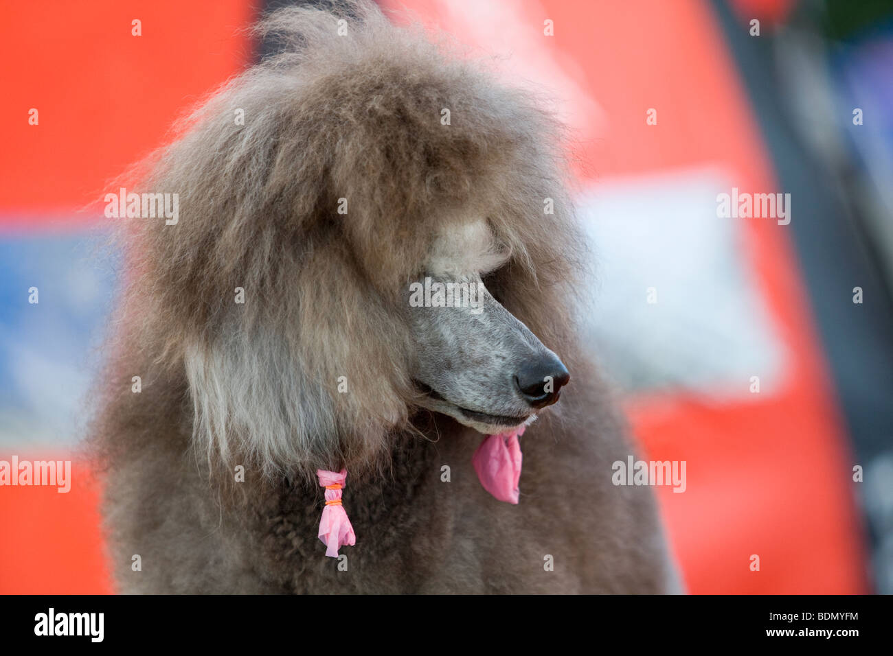 Pudel in dog show Stock Photo - Alamy