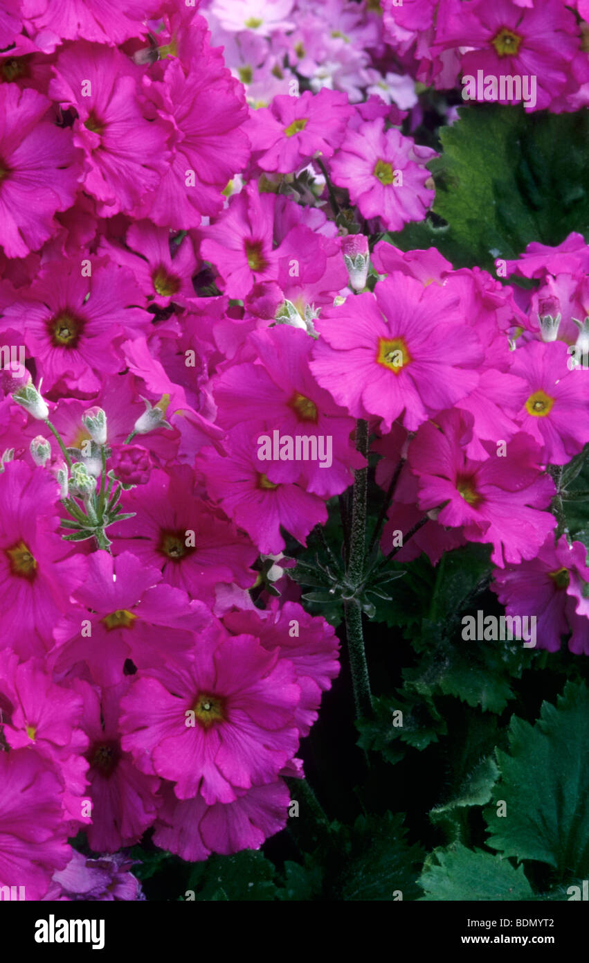 Primula malacoides hi-res stock photography and images - Alamy