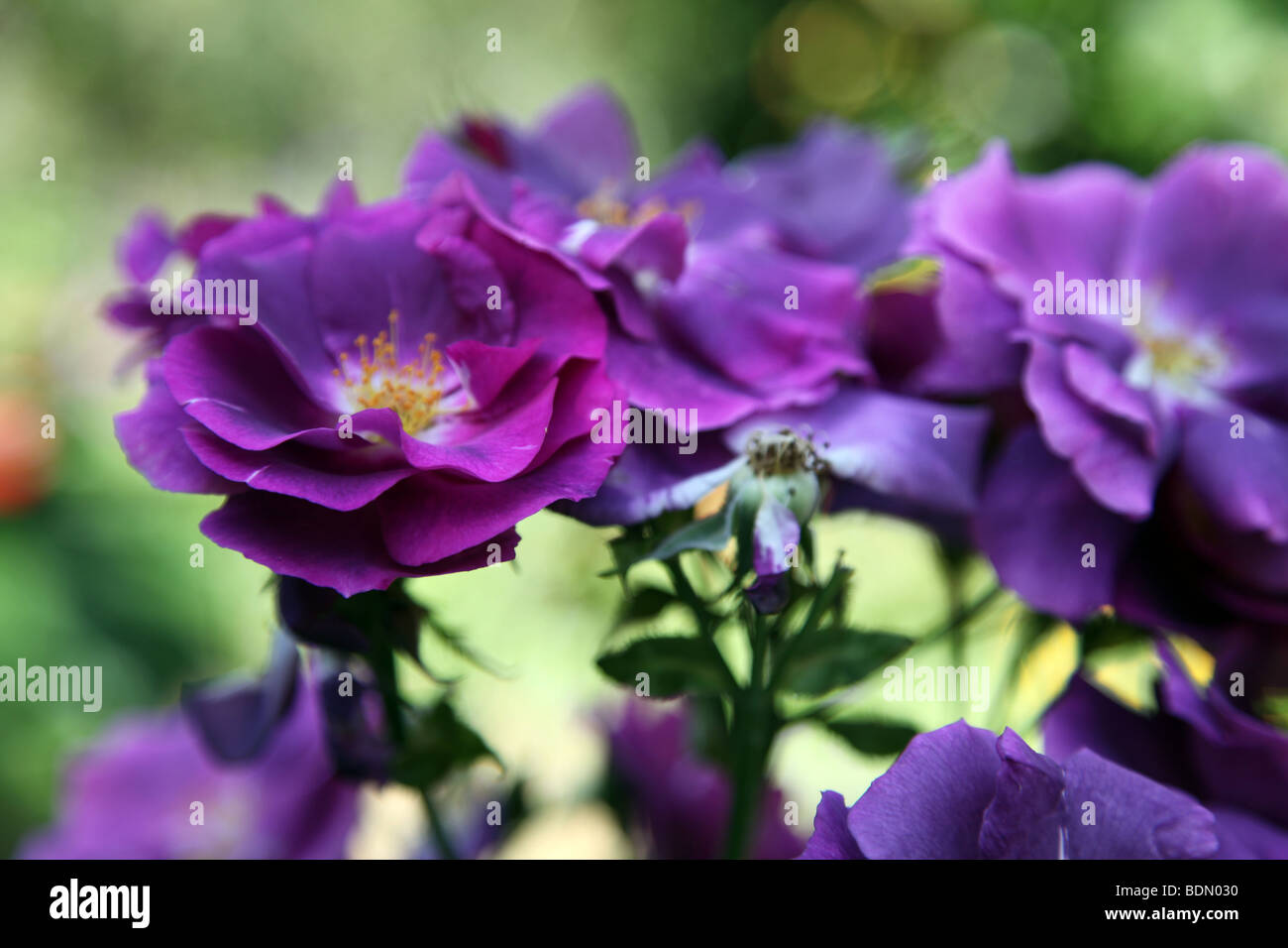 Purple french rose hi-res stock photography and images - Alamy