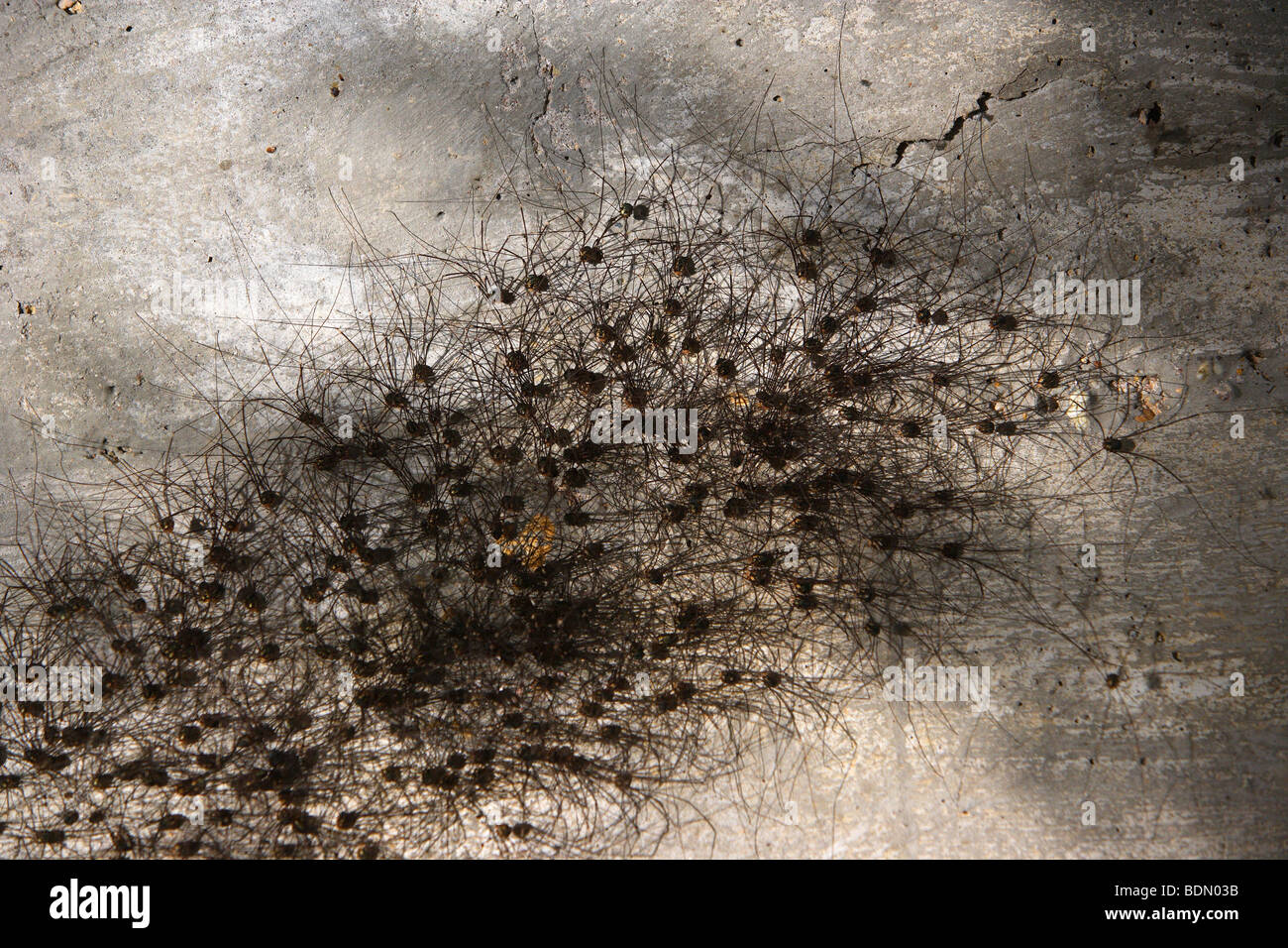 Leiobunum sp harvestman daddy longlegs Stock Photo - Alamy