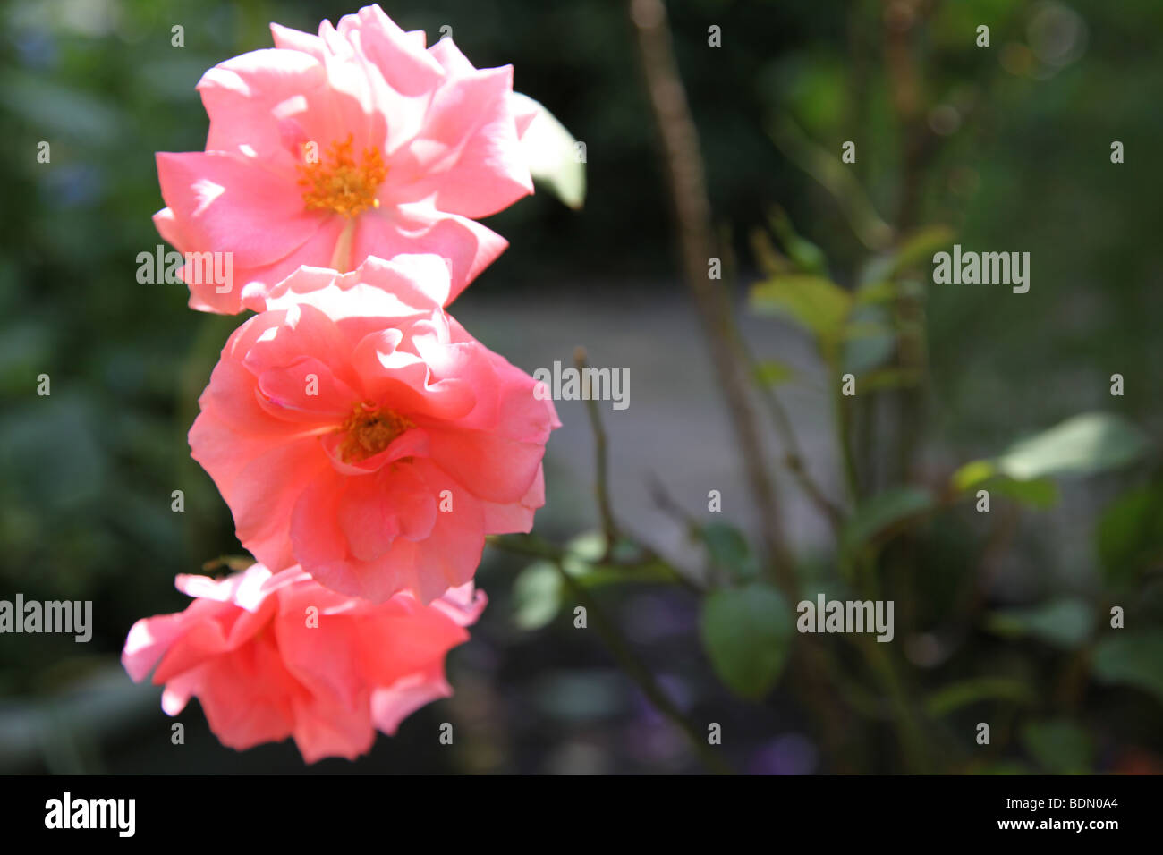 China rose rosa chinensis hi-res stock photography and images - Alamy