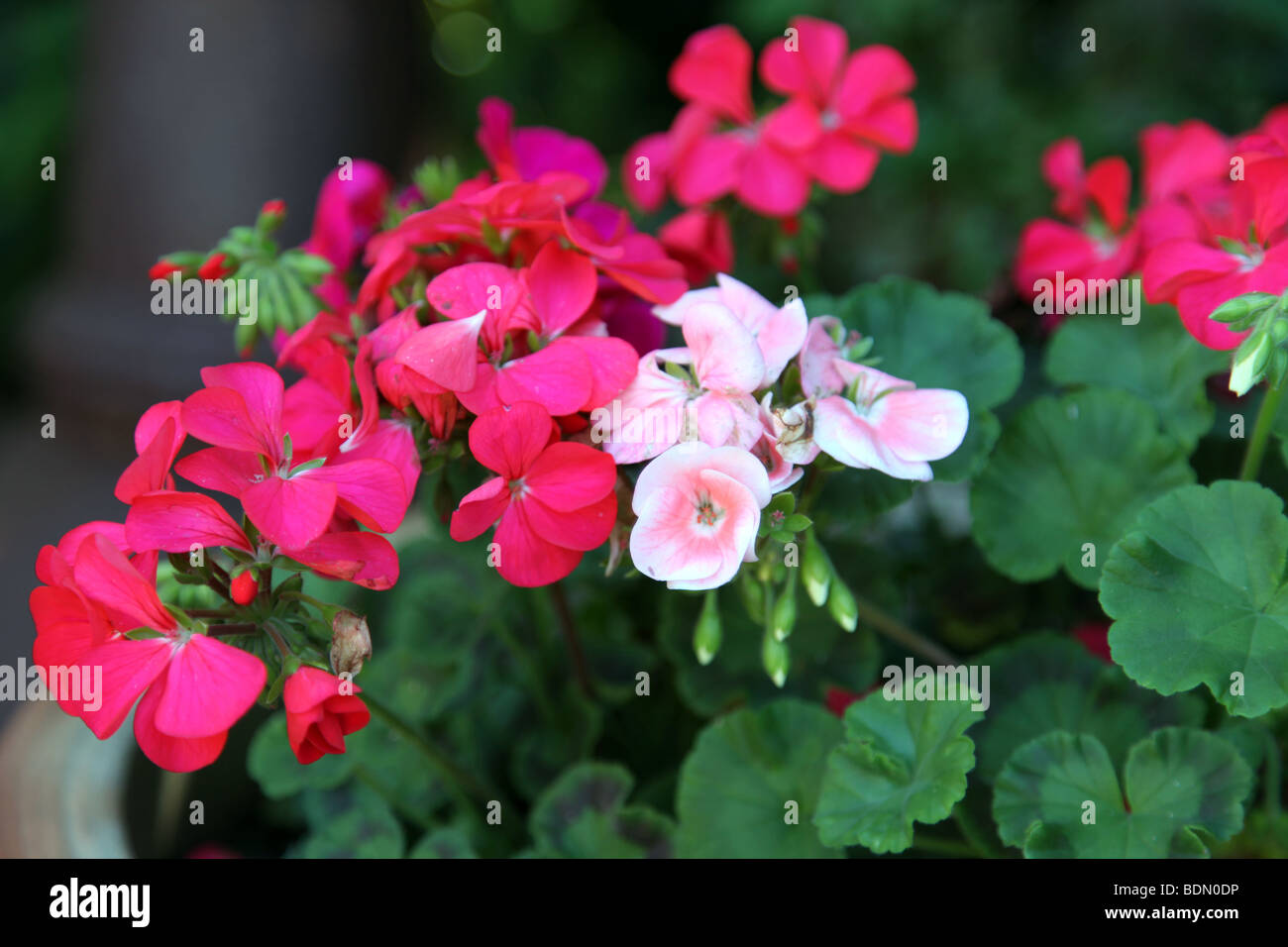Zonal geraniums hi-res stock photography and images - Alamy