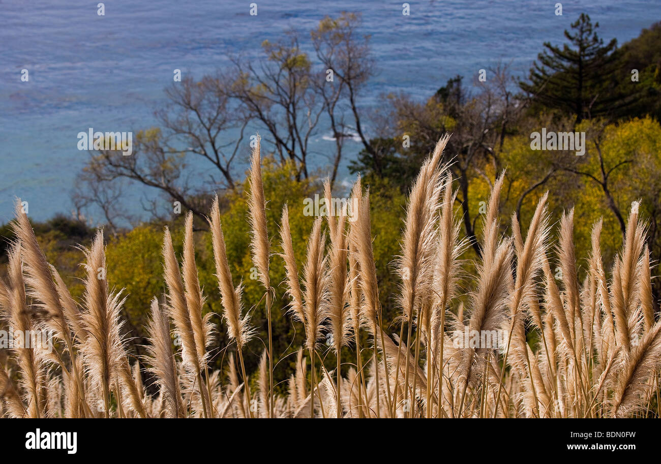Jubata grass along hillside over Pacific Ocean, Big Sur, California ...